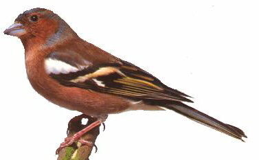 De kweek van botvinken :: Europese Cultuurvogels kweken